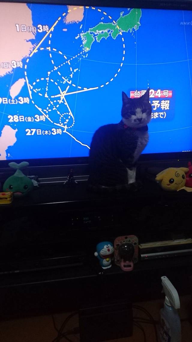 고양이 + TV = ....???? - 인스티즈(instiz) 이슈 카테고리