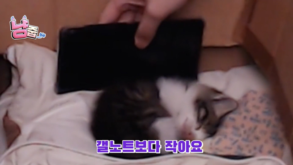 어미 잃은 길냥이때문에 집 나갈 결심한 유투버 - 인스티즈(instiz) 이슈 카테고리