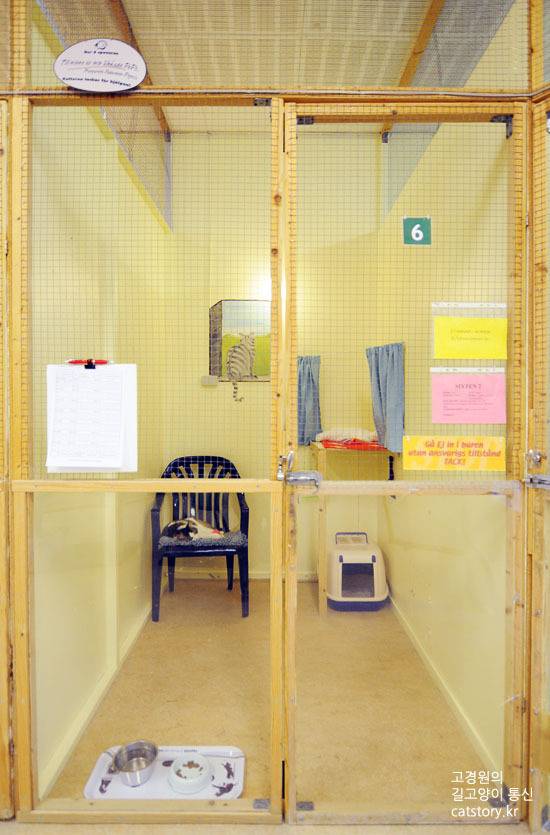 스웨덴의 고양이 보호소.bgm - 인스티즈(instiz) 이슈 카테고리