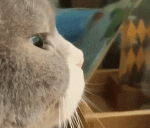 미국인이 가장 많이 쓰는 500문장.txt - 인스티즈(instiz) 이슈 카테고리