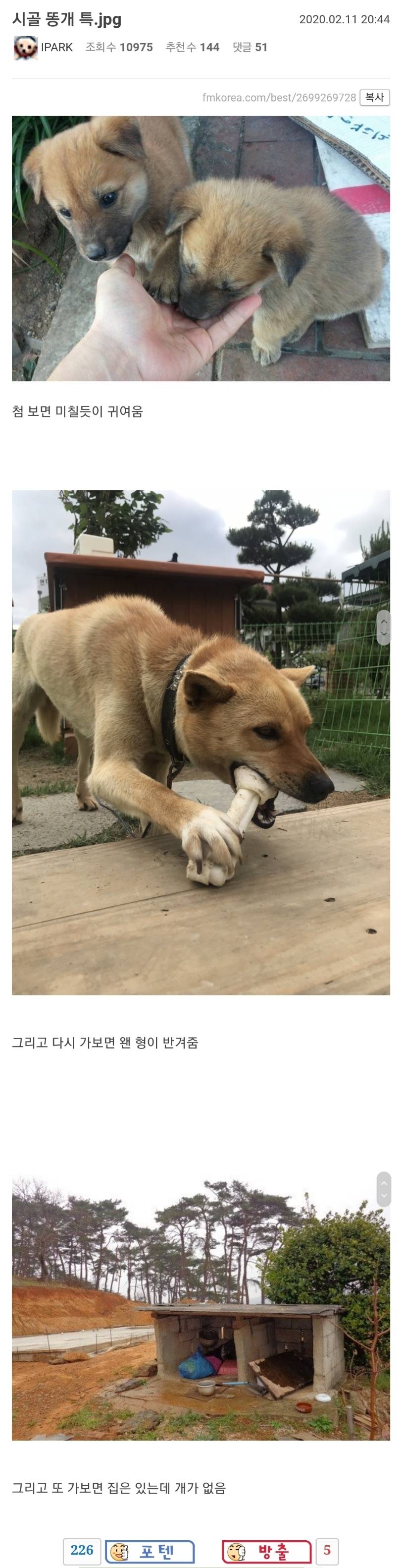 시골 똥개 특.jpg - 인스티즈(instiz) 이슈 카테고리