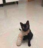 다리에 깁스한 냥이 인스티즈 instiz 이슈 카테고리