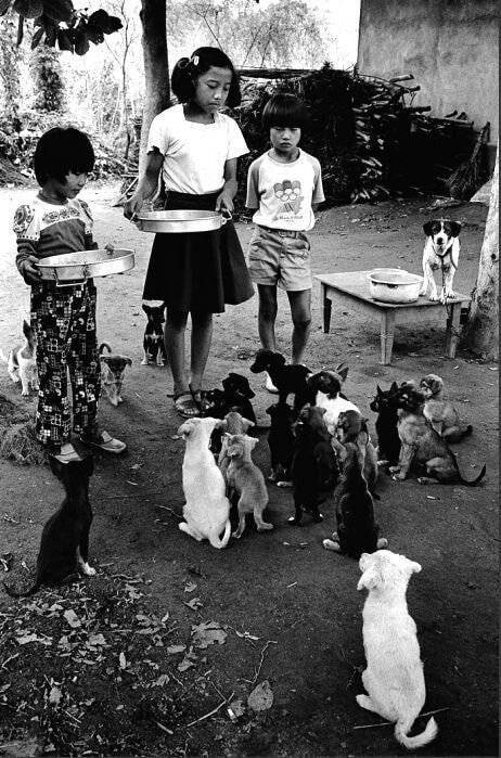 1970년대의 댕댕이 - 인스티즈(instiz) 이슈 카테고리