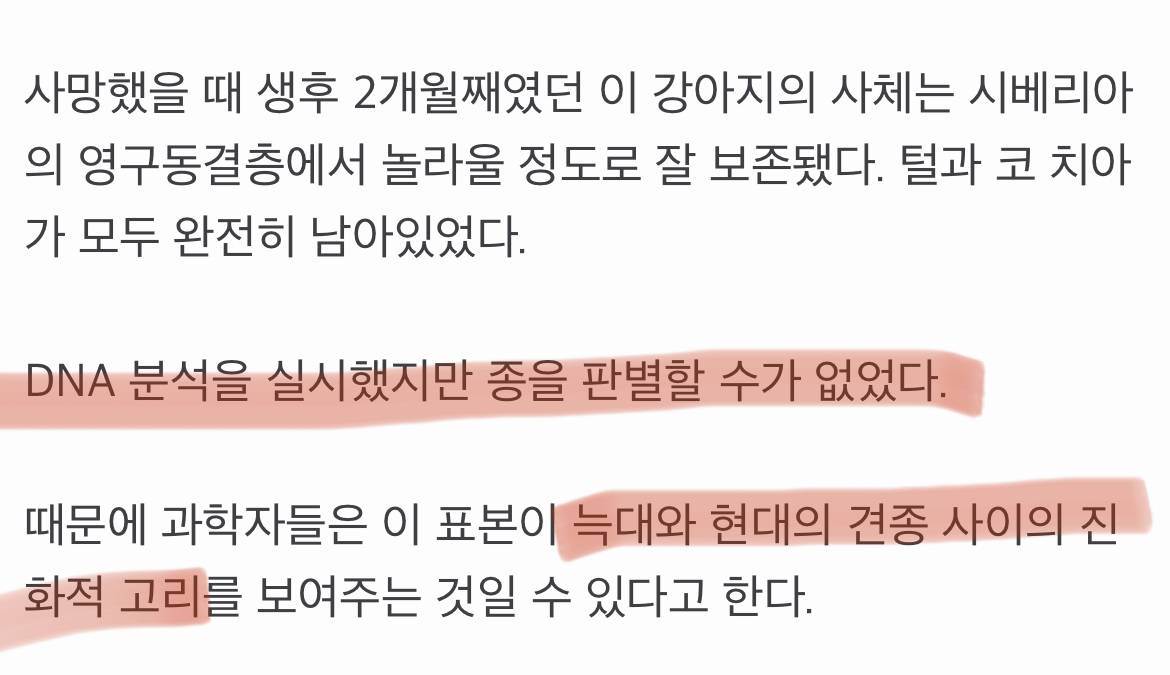 18,000년 전 강아지 화석을 발견했는데....DNA가 다름.jpg - 인스티즈(instiz) 인티포털 카테고리