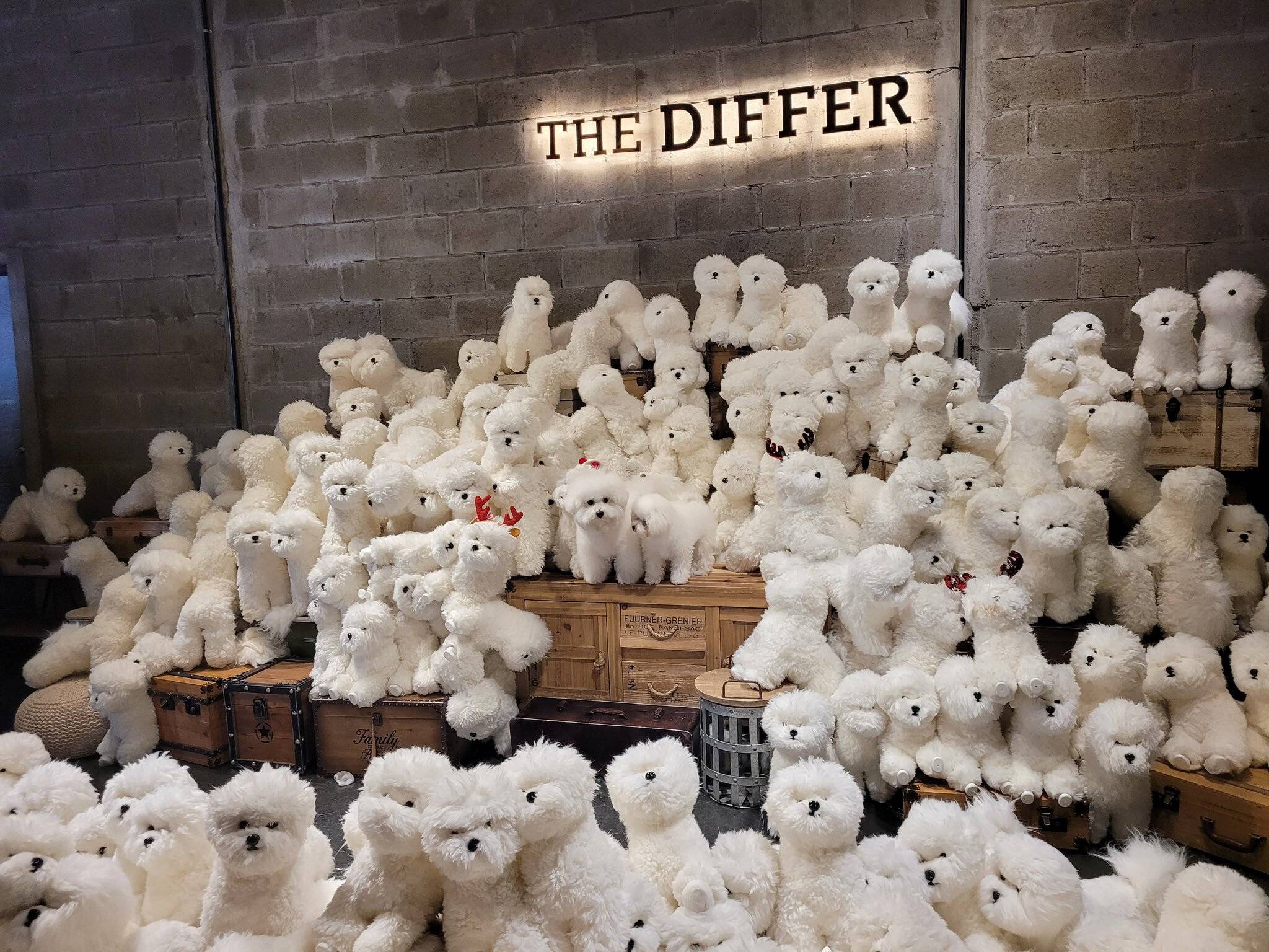 누가 인형이고 누가 강아질까요.twt - 인스티즈(instiz) 인티포털 카테고리