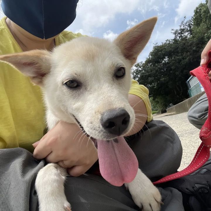 예쁘게 100일 사진 찍었는데 어느새 안락사 임박 설탕이(8kg) - 인스티즈(instiz) 인티포털 카테고리