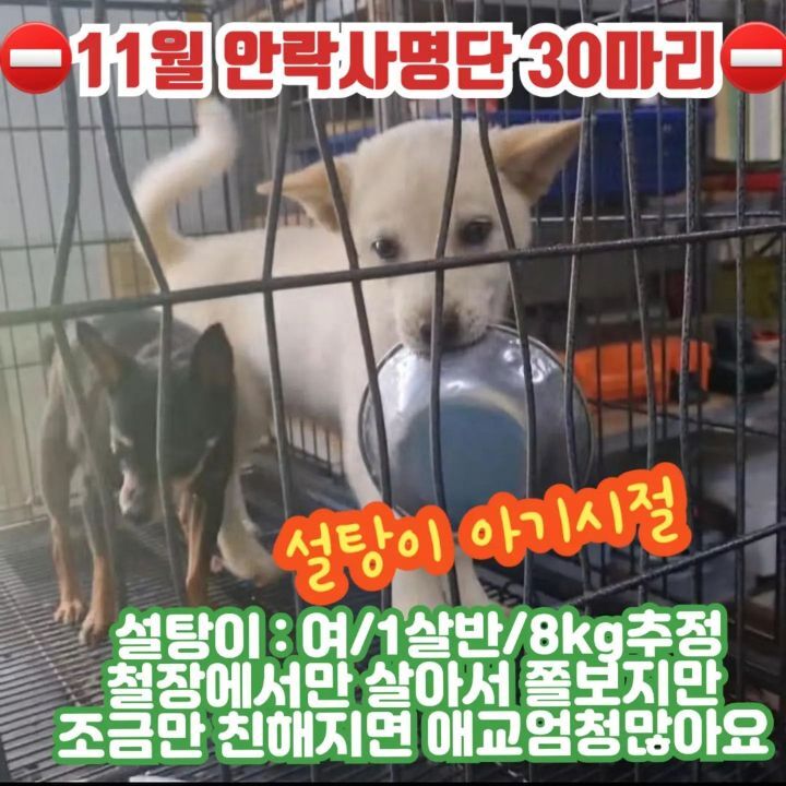예쁘게 100일 사진 찍었는데 어느새 안락사 임박 설탕이(8kg) - 인스티즈(instiz) 인티포털 카테고리