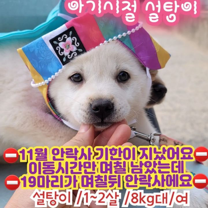 예쁘게 100일 사진 찍었는데 어느새 안락사 임박 설탕이(8kg) - 인스티즈(instiz) 인티포털 카테고리