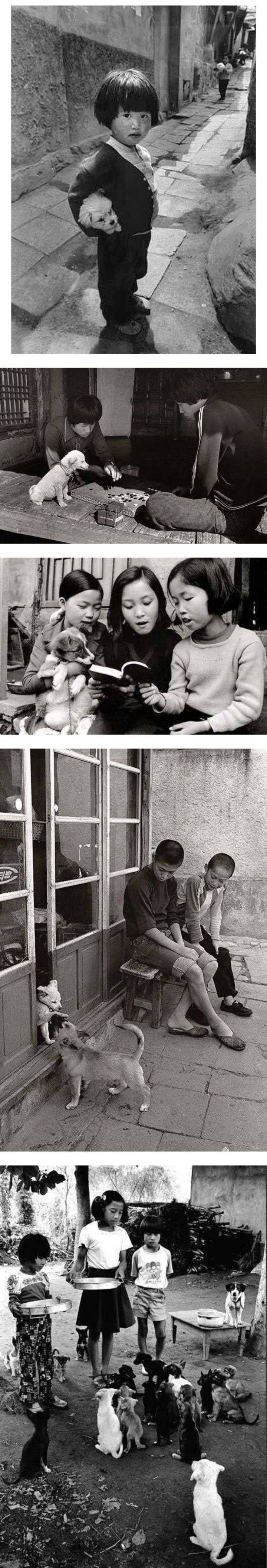 품종견이라곤 1마리도 보이지 않는 1970년대 한국 사진 - 인스티즈(instiz) 인티포털 카테고리