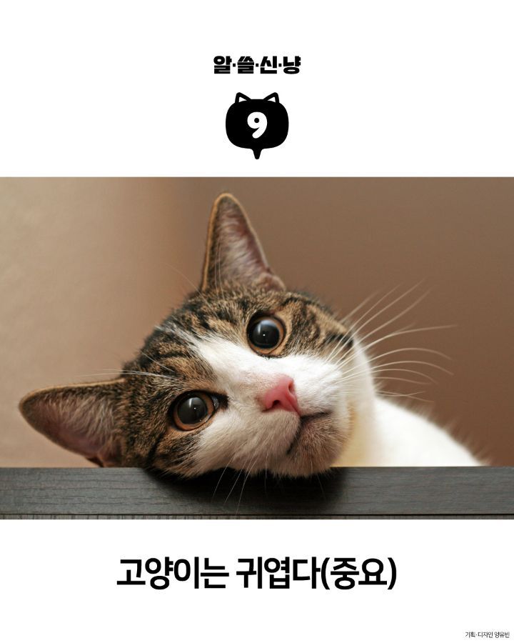 알아두면 쓸모는 없지만 신기한 고양이 TMI - 인스티즈(instiz) 이슈 카테고리