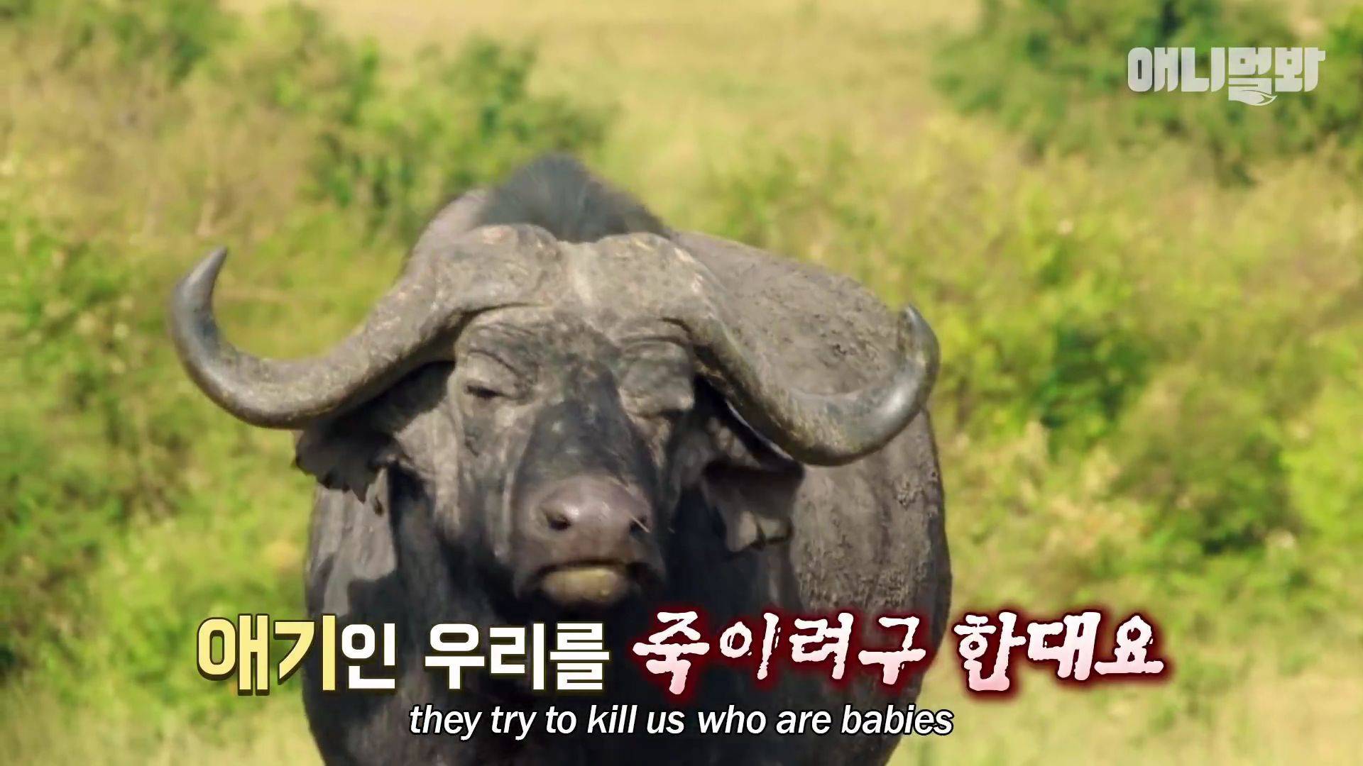 다리를 다친 새끼 치타를 버리고 가야하는 엄마 치타if 인스티즈instiz 인티포털 카테고리 