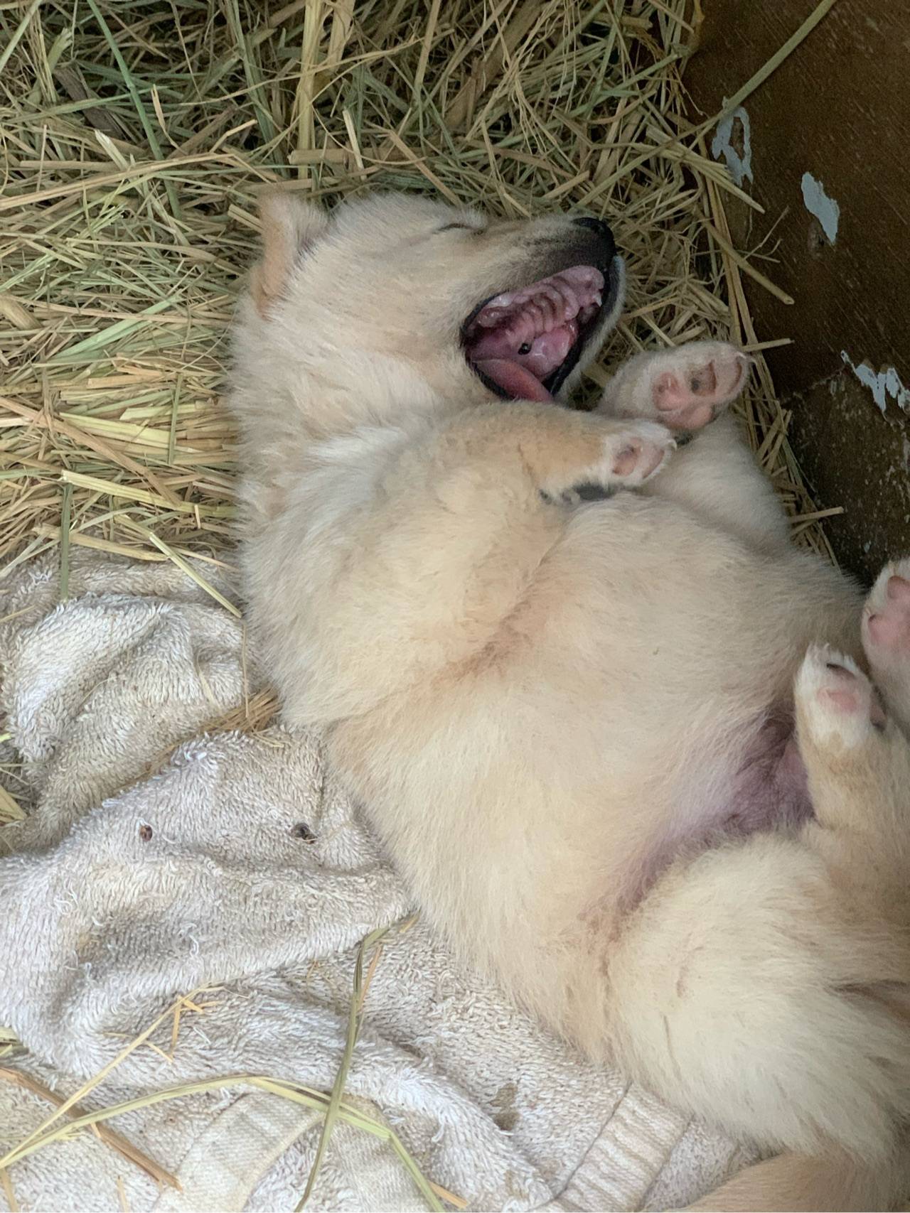 잠드는 강아지.jpg - 인스티즈(instiz) 인티포털 카테고리