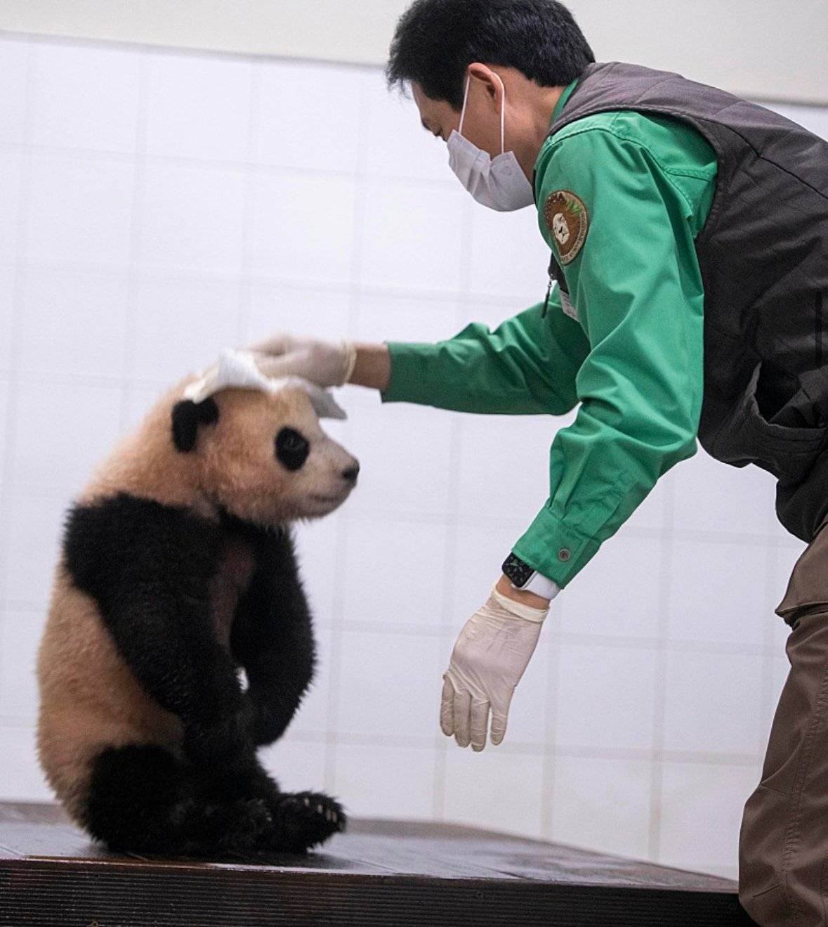 푸바오 짤들 푼다(송바오 폰털이)(스압주의) - 인스티즈(instiz) 인티포털 카테고리