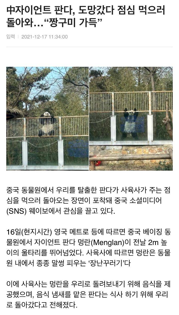 중국에서 인기많은 판다 순위 Top3 인스티즈instiz 이슈 카테고리 