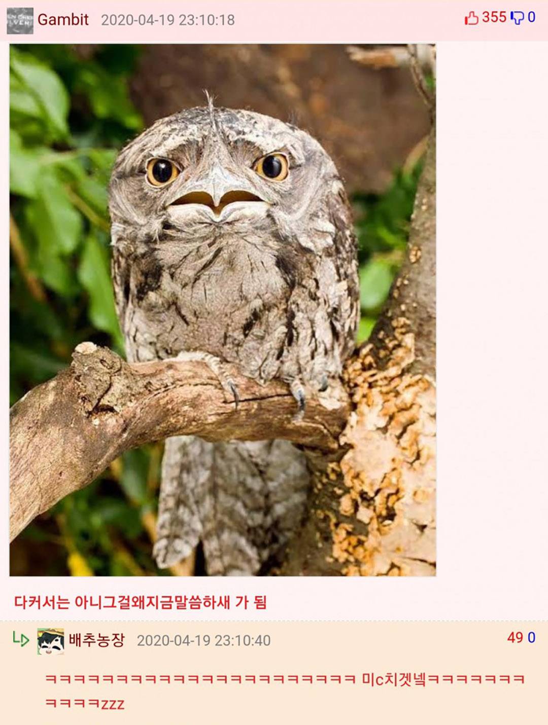 월요일 아침새 근황 인스티즈 Instiz 이슈 카테고리