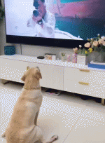 TV에서 날아오는 총알이 무서웠던 멍뭉이 - 인스티즈(instiz) 이슈 카테고리