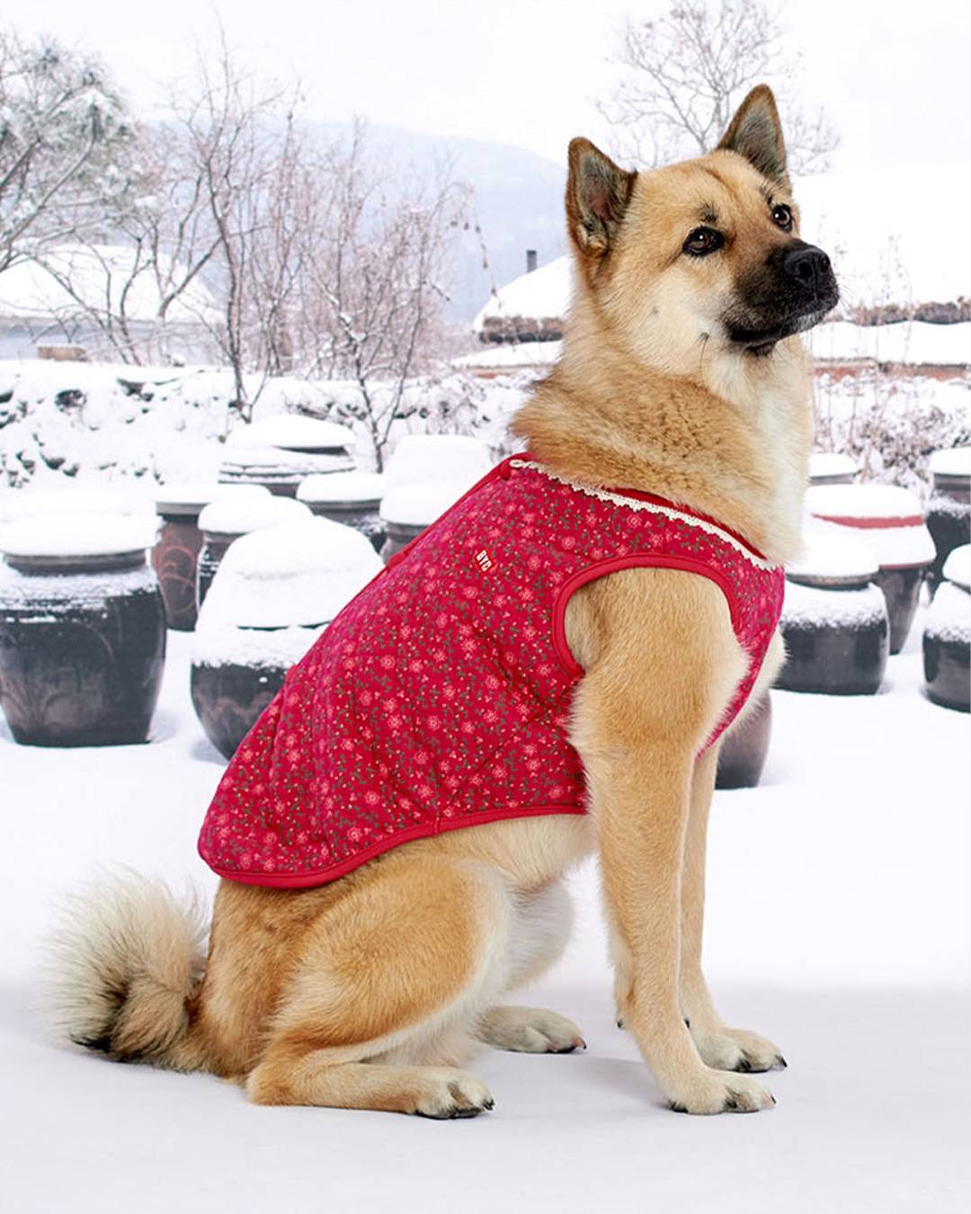 BYC 반려동물 옷 FW 신상 김장조끼.jpg - 인스티즈(instiz) 이슈 카테고리