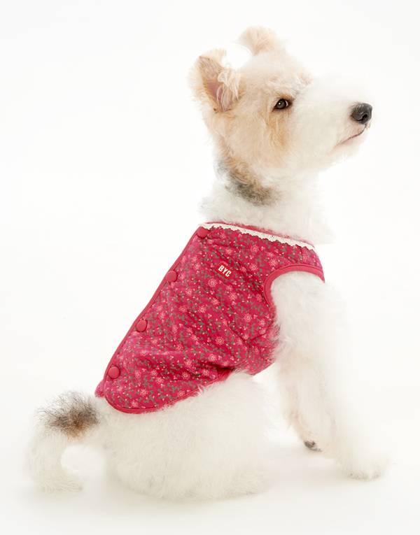 BYC 반려동물 옷 FW 신상 김장조끼.jpg - 인스티즈(instiz) 이슈 카테고리