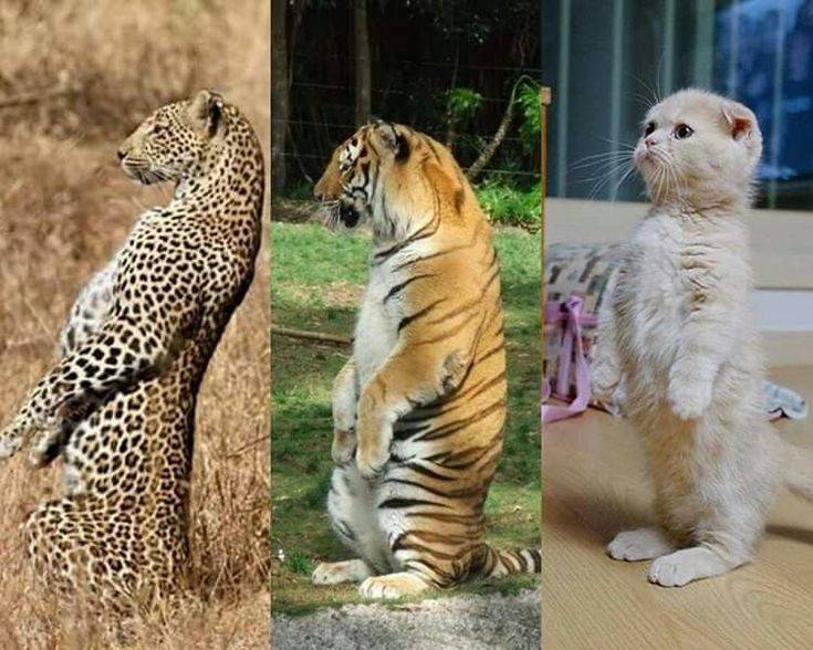 귀여운 고양이 사진 모음 인스티즈 Instiz 이슈 카테고리