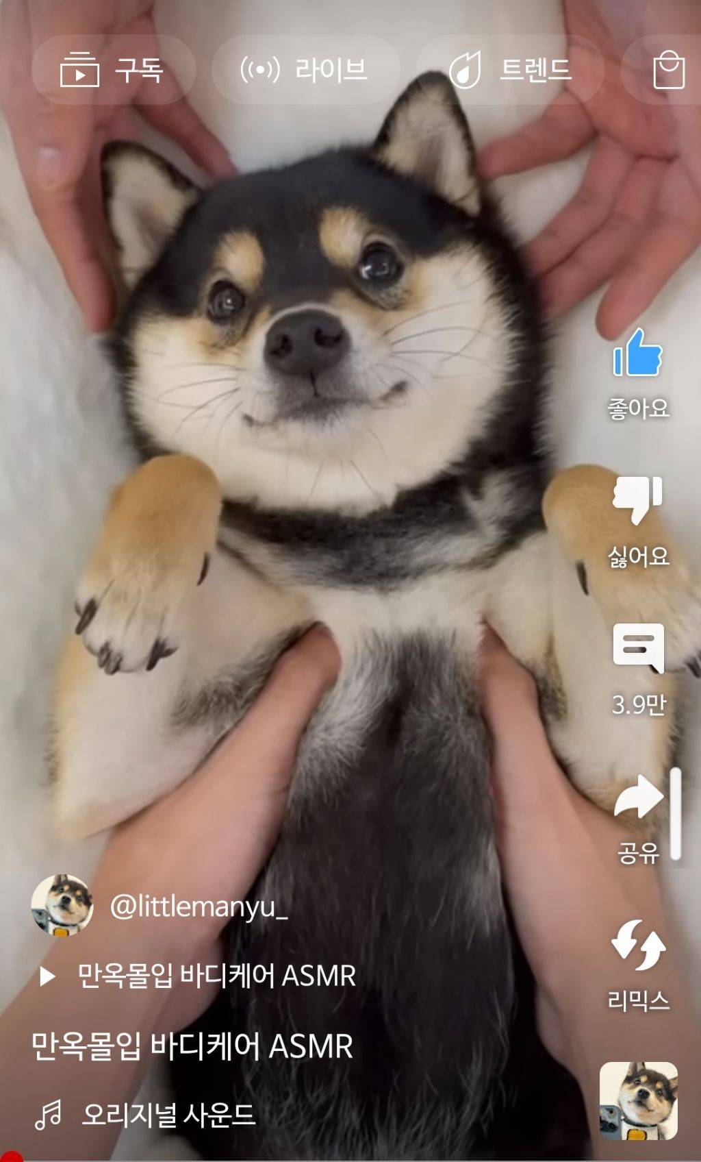 호강하는 강아지 스파.asmr - 인스티즈(instiz) 이슈 카테고리