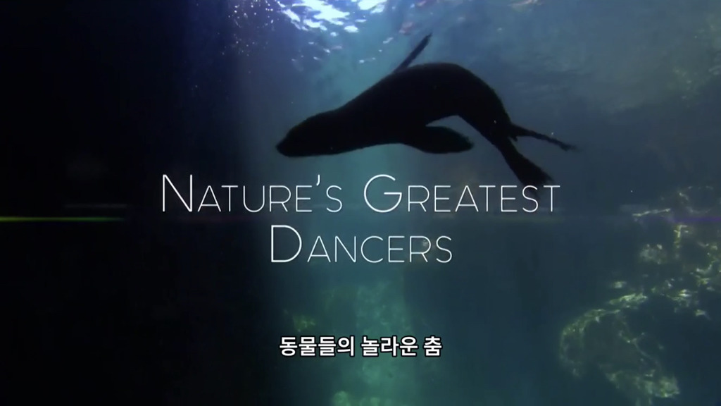 동물들의 댄스를 알아보자!!BBC 동물들의 놀라운 춤1 - 인스티즈(instiz) 이슈 카테고리