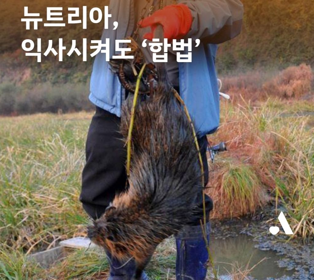 '뉴트리아' 익사 시켜도 합법 - 인스티즈(instiz) 이슈 카테고리