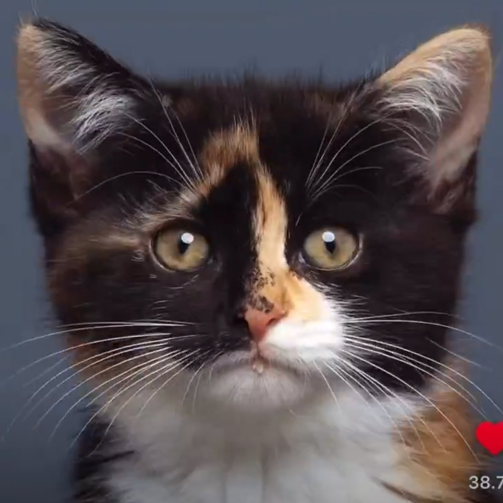 고양이 중안부 - 인스티즈(instiz) 이슈 카테고리