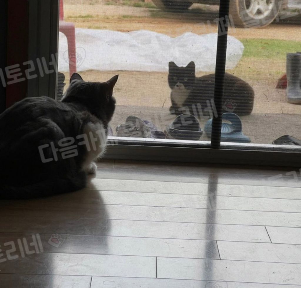 우리 고양이랑 친구가 되고 싶은 건가? - 인스티즈(instiz) 이슈 카테고리