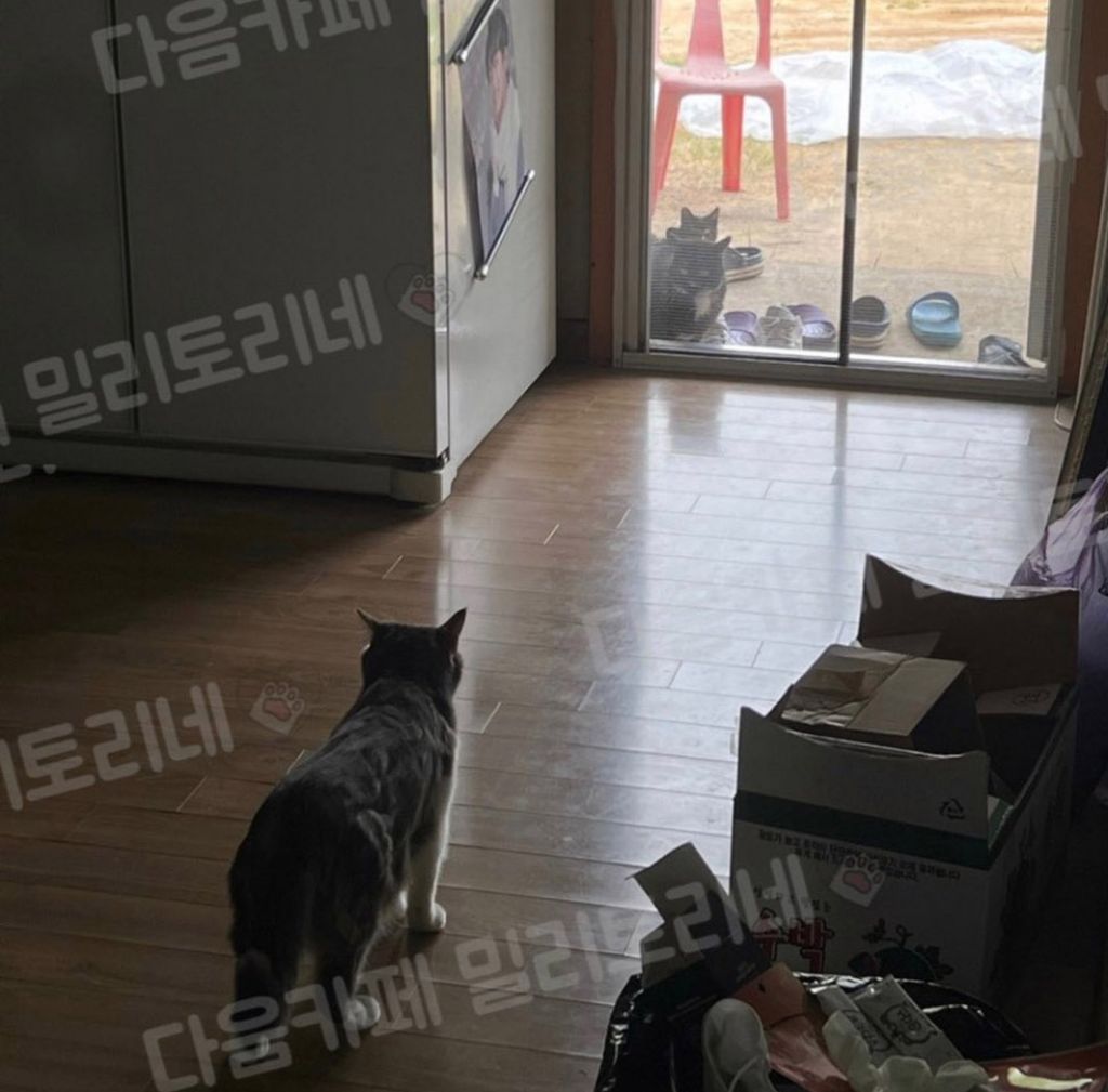 우리 고양이랑 친구가 되고 싶은 건가? - 인스티즈(instiz) 이슈 카테고리