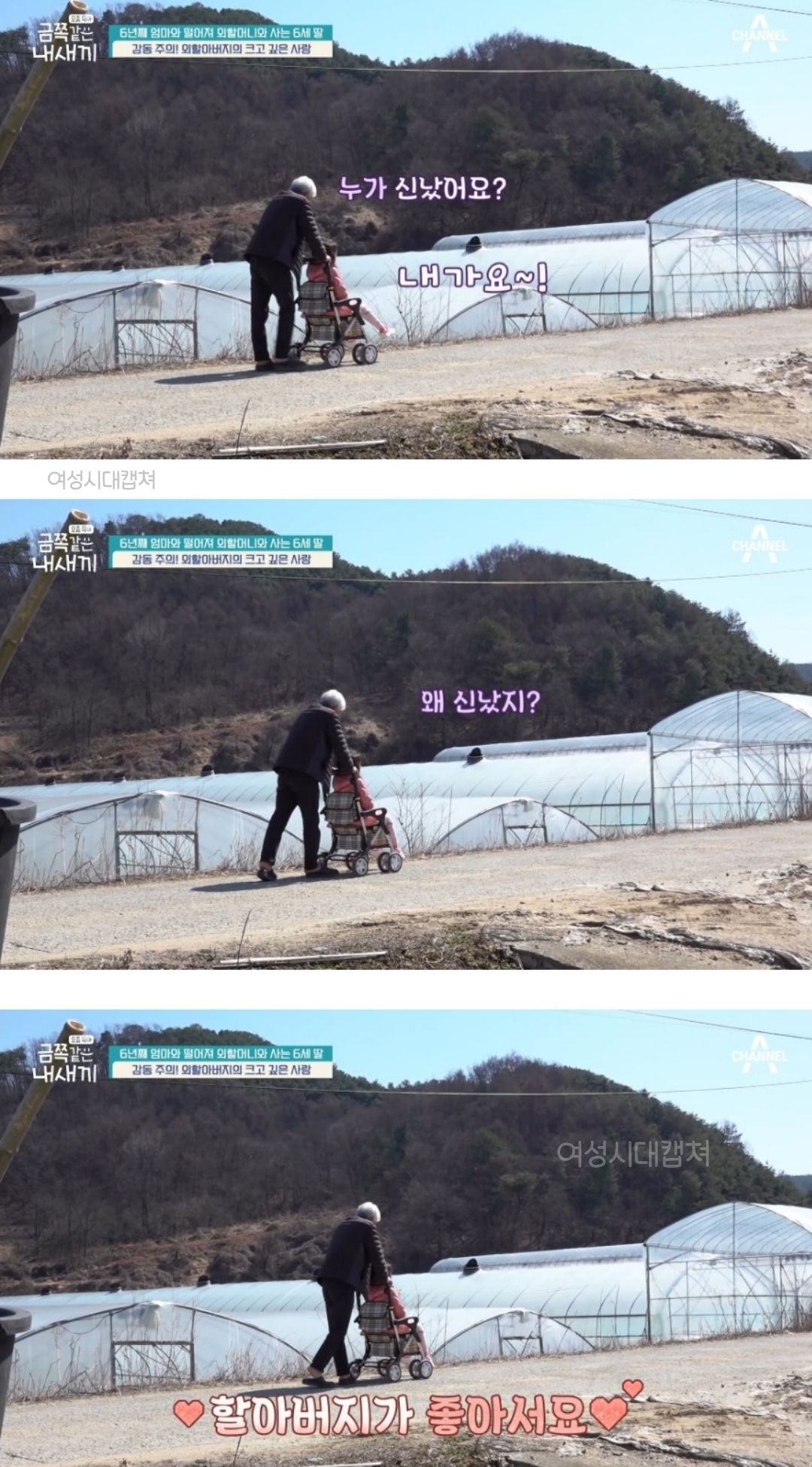 다정함이 전해지던 금쪽이와 할아버지의 산책길 - 인스티즈(instiz) 이슈 카테고리