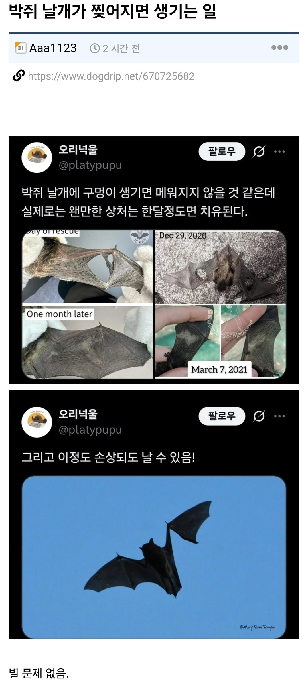 박쥐 날개가 찢어지면 생기는 일 - 인스티즈(instiz) 이슈 카테고리