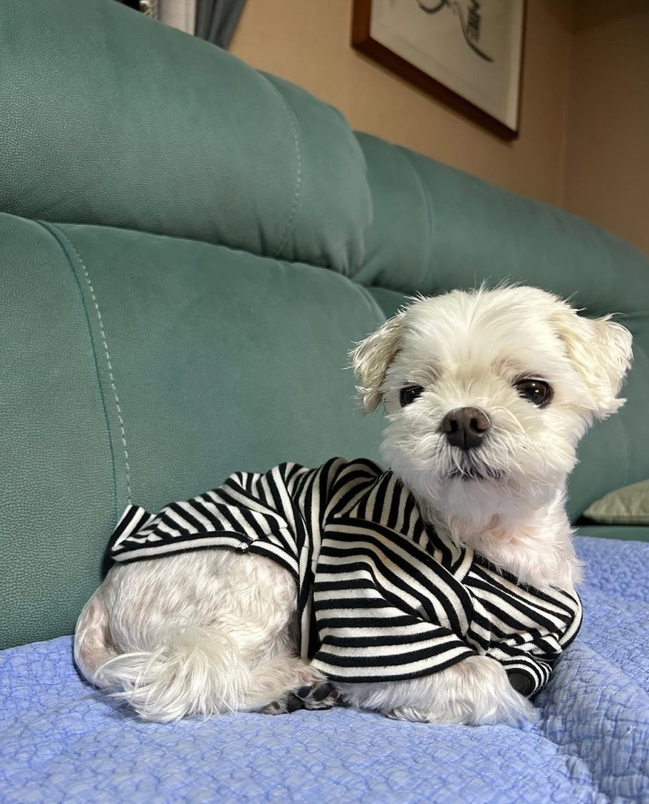 갑작스럽게 무지개다리 건넌 강아지 오복이.jpg - 인스티즈(instiz) 이슈 카테고리