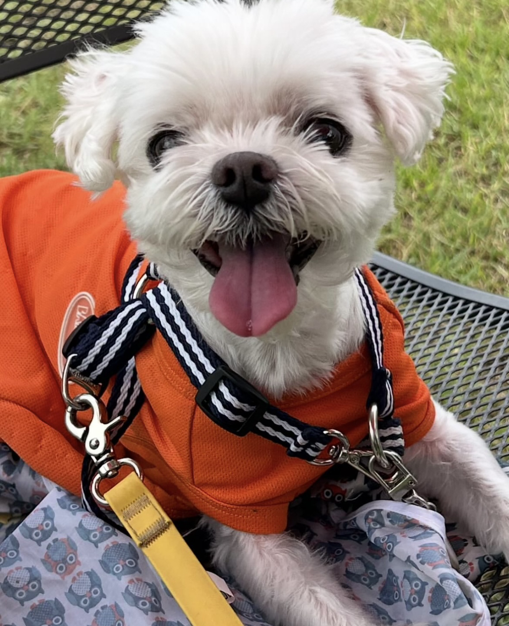 갑작스럽게 무지개다리 건넌 강아지 오복이.jpg - 인스티즈(instiz) 이슈 카테고리