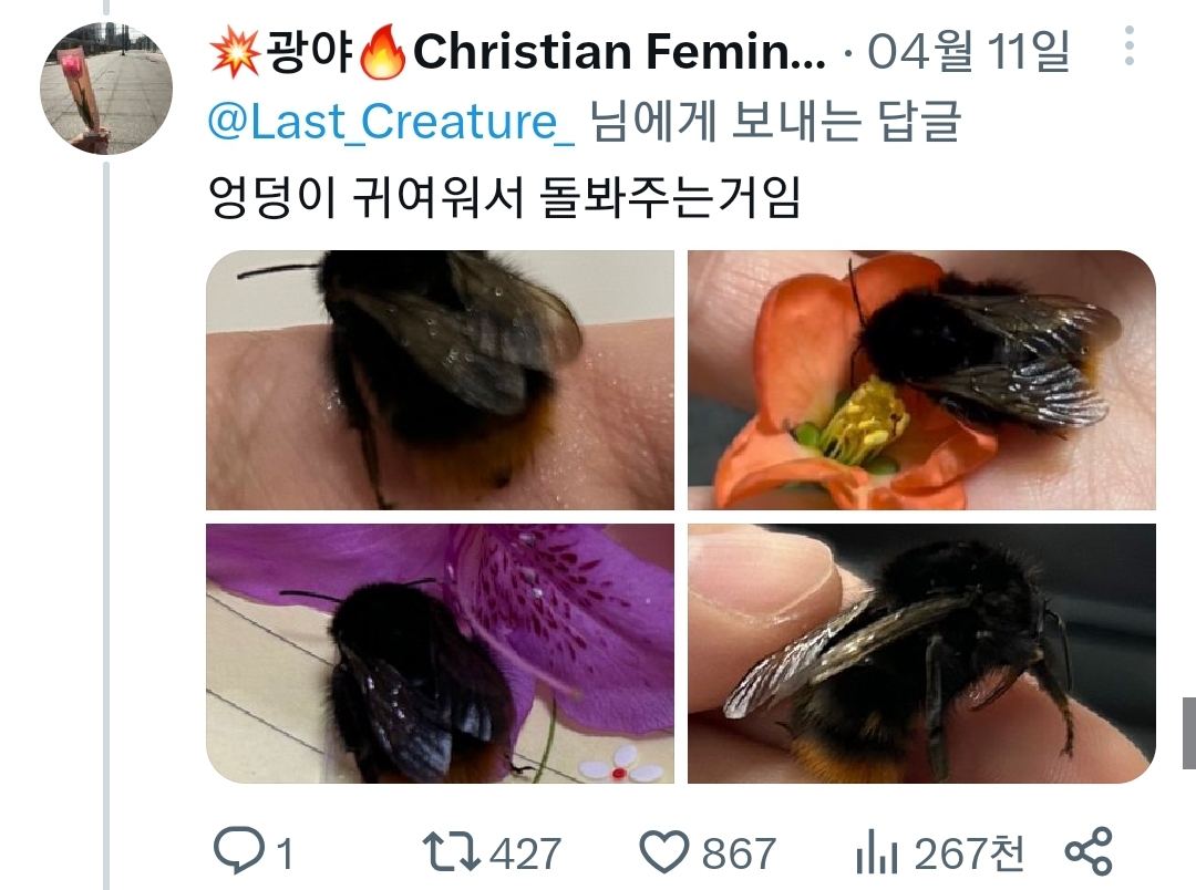 죽어가는 호박벌을 벌줍해버린 트위터리안의 벌줍일기...jpg - 인스티즈(instiz) 이슈 카테고리
