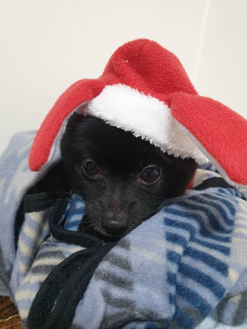 우리집 아깡이 크리스마스기념 미용 40 - 인스티즈(instiz) 일상 카테고리