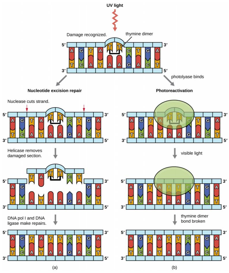 (웹툰) 실제로 DNA가 이렇게 생기면 큰일나요 - 인스티즈(instiz) 일상 카테고리