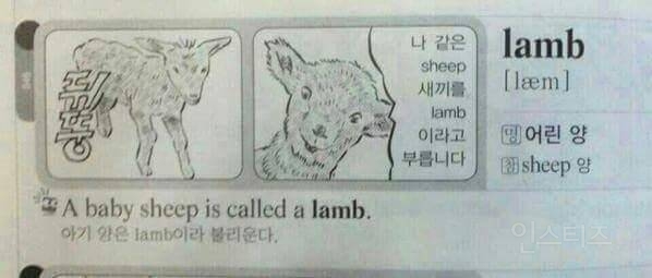 나 같은 sheep 새끼를 lamb 이라고 부릅니다 - 인스티즈(instiz) 이슈 카테고리