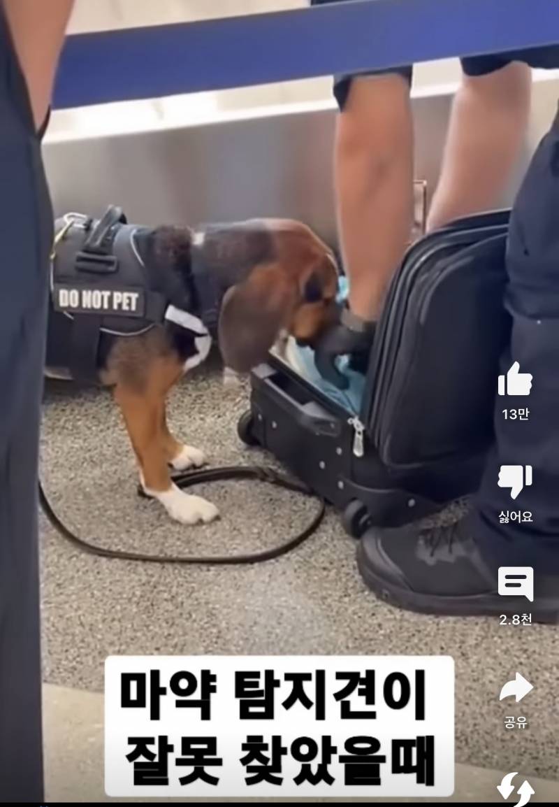 [잡담] 강아지옷에 Do not pet 무슨뜻이야..? - 인스티즈(instiz) 일상 카테고리