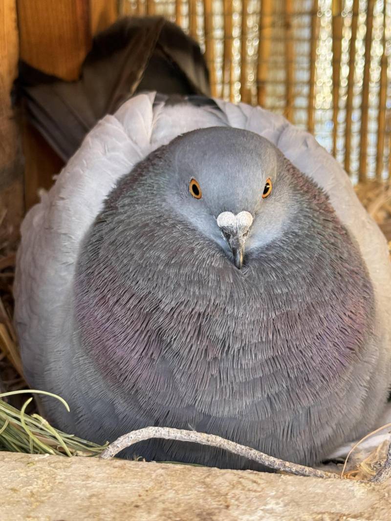 [잡담] Pigeons are fat and cute - 인스티즈(instiz) 일상 카테고리