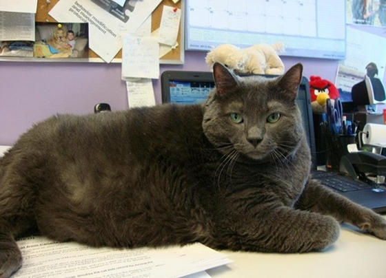 13.6kg 뚱냥이의 좀 쩌는 다이어트 여정 - 인스티즈(instiz) 이슈 카테고리