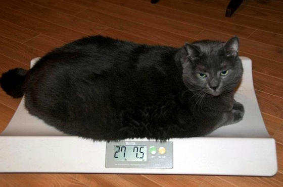 13.6kg 뚱냥이의 좀 쩌는 다이어트 여정 - 인스티즈(instiz) 이슈 카테고리