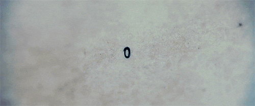 영화 스토커 : Stoker (2013).gif - 인스티즈(instiz) 이슈 카테고리