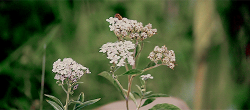 영화 스토커 : Stoker (2013).gif - 인스티즈(instiz) 이슈 카테고리