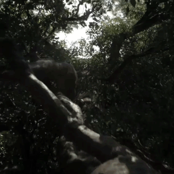 실사와 구분안가는 디즈니 CG수준.gif - 인스티즈(instiz) 이슈 카테고리