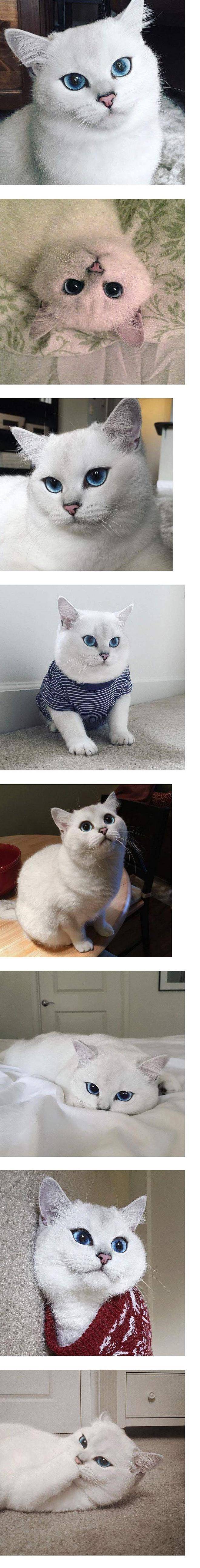 2016 영국 고양이 박람회 예쁜눈 부분 최우수상 - 인스티즈(instiz) 이슈 카테고리