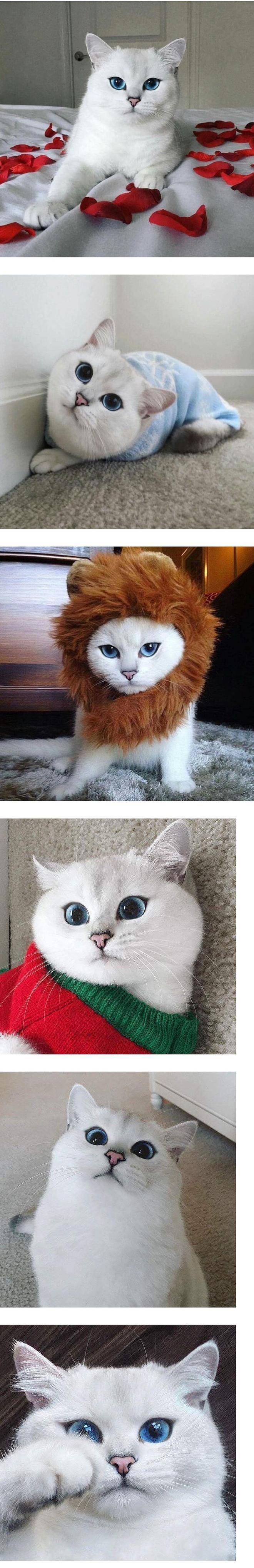 2016 영국 고양이 박람회 예쁜눈 부분 최우수상 - 인스티즈(instiz) 이슈 카테고리