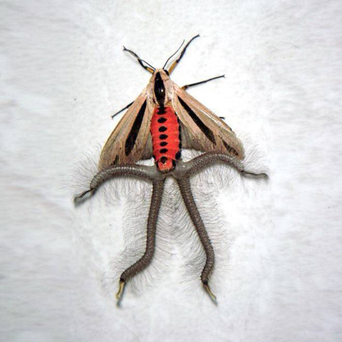 진짜 개징그러운 나방 조사해옴(ㄹㅇ개징그러움) - 인스티즈(instiz) 이슈 카테고리