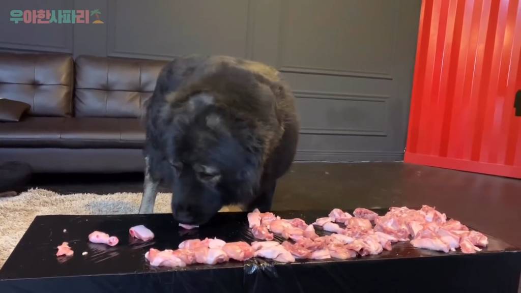 세계 최초 생고기 10kg 먹방 - 인스티즈(instiz) 이슈 카테고리