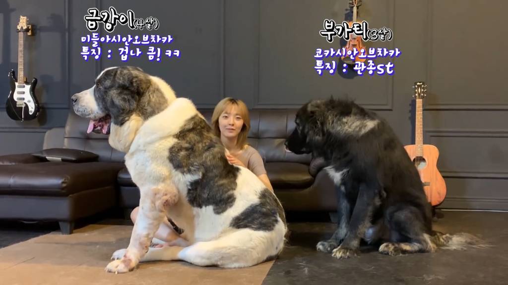 세계 최초 생고기 10kg 먹방 - 인스티즈(instiz) 이슈 카테고리