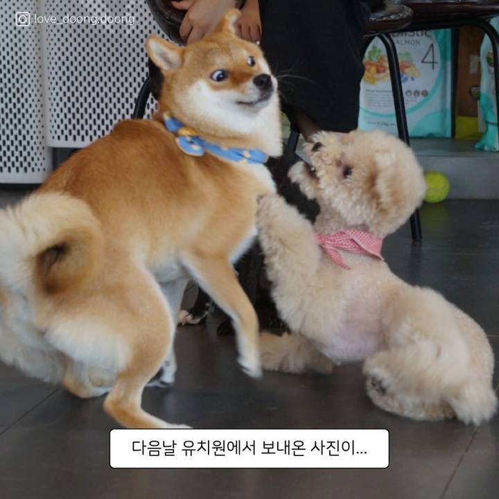 엄마! 걱정말개! 🐶👍 - 인스티즈(instiz) 이슈 카테고리